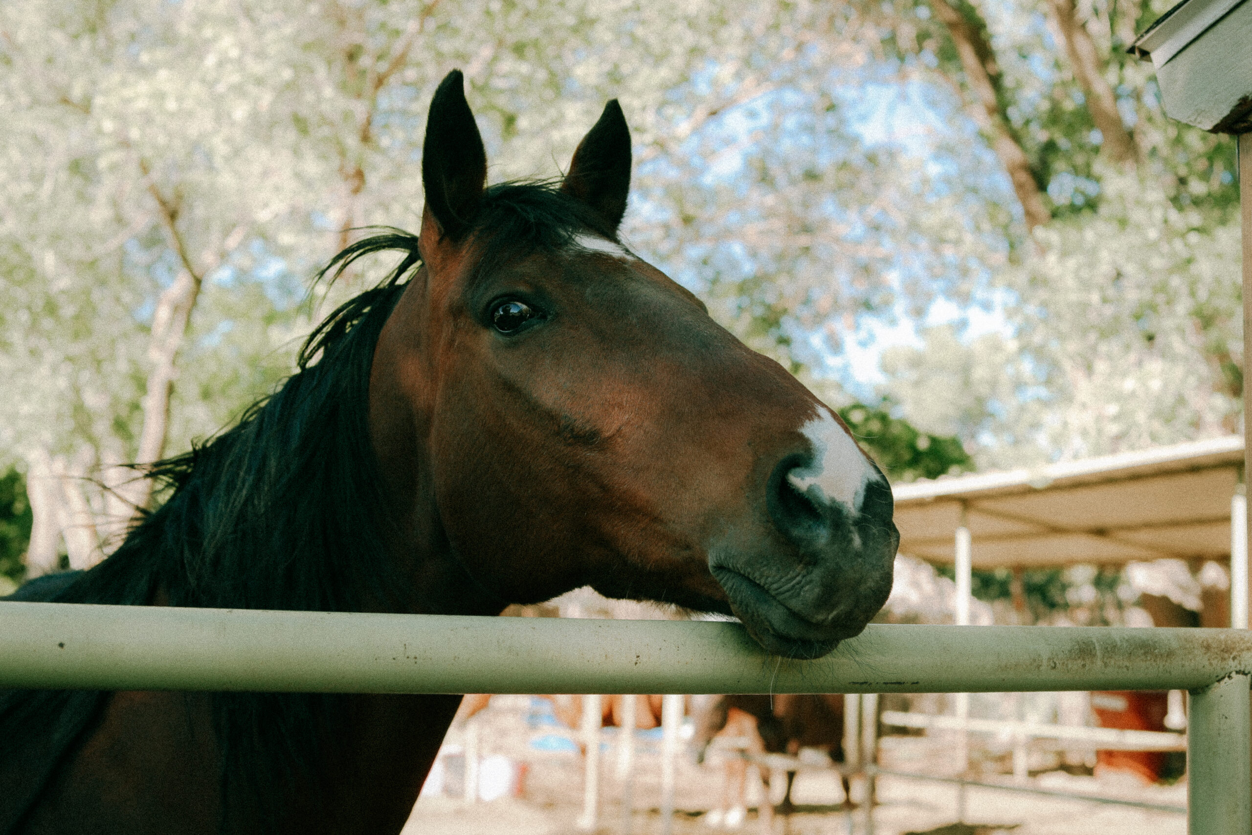 Horse Stables - Heritage House
